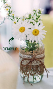 Top 10 Flowers that Look Best for Your Bloom Bottles - Make Happy Memories